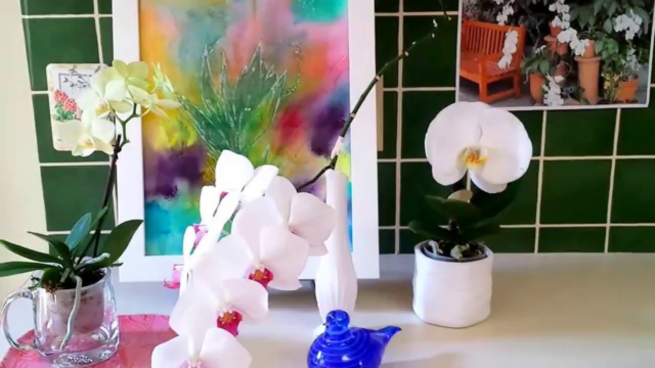 Tips on displaying your orchids. - YouTube