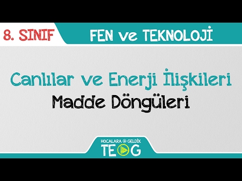 Canlılar ve Enerji İlişkileri - Madde Döngüleri
