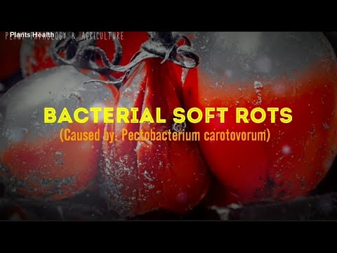 Bacterial soft rots cause by bacteria | Management - YouTube