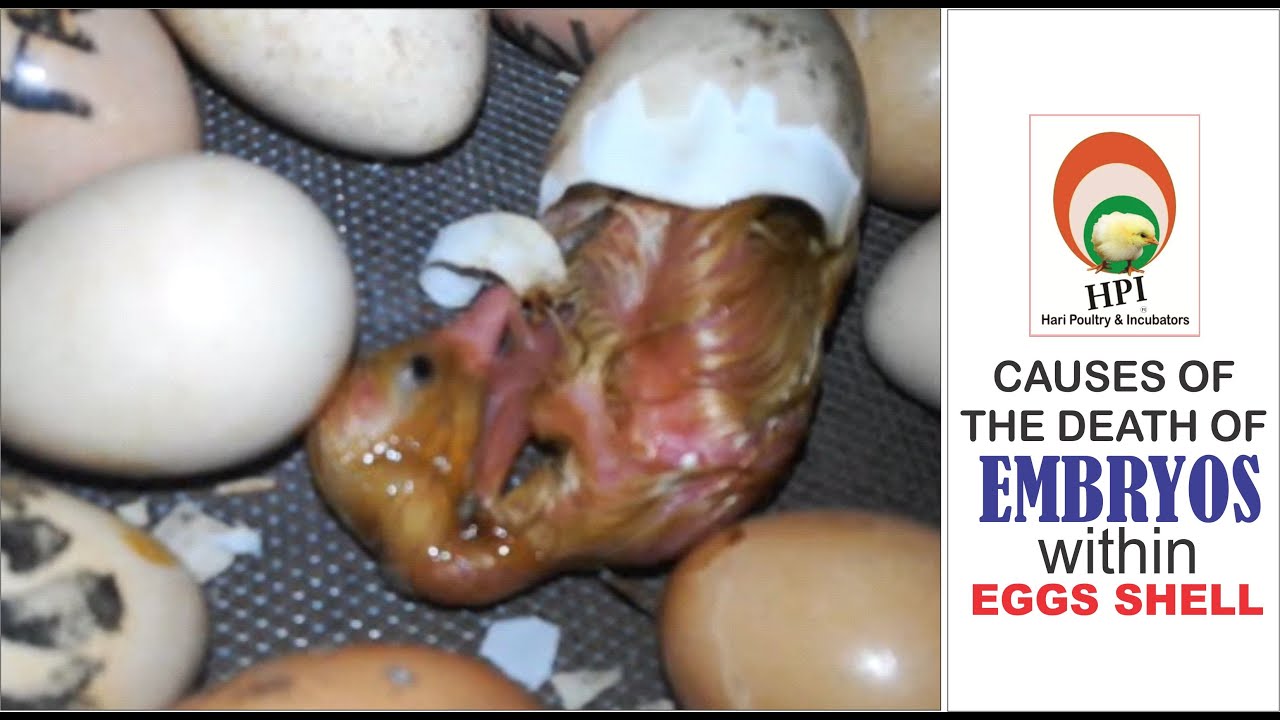 Death of Embryos within Eggs' Shell | Causes and Remedies | Revised ...