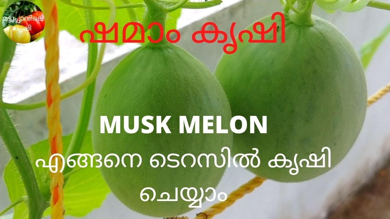 ഷമാം കൃഷി | muskmelon cultivation in malayalam | shamam fruit plant ...