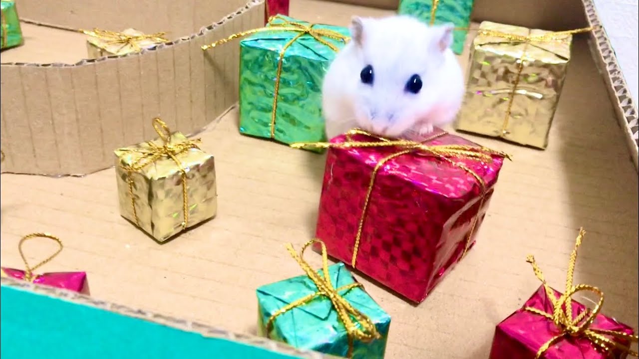 Christmas pyramid maze for hamster - YouTube