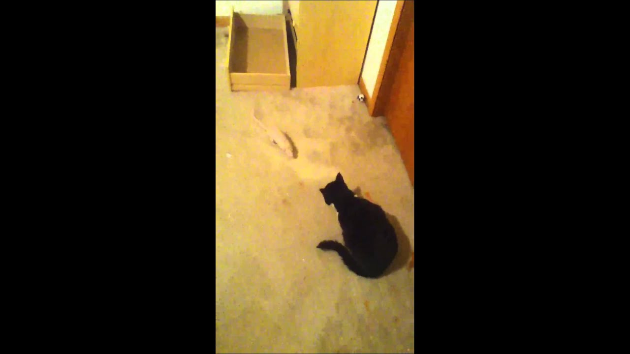 Rat chases cat - YouTube