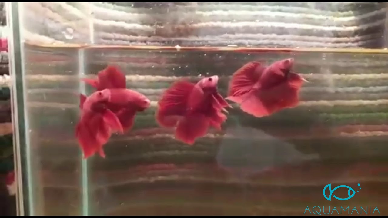 Double Tail Full Red BETTAS || - YouTube