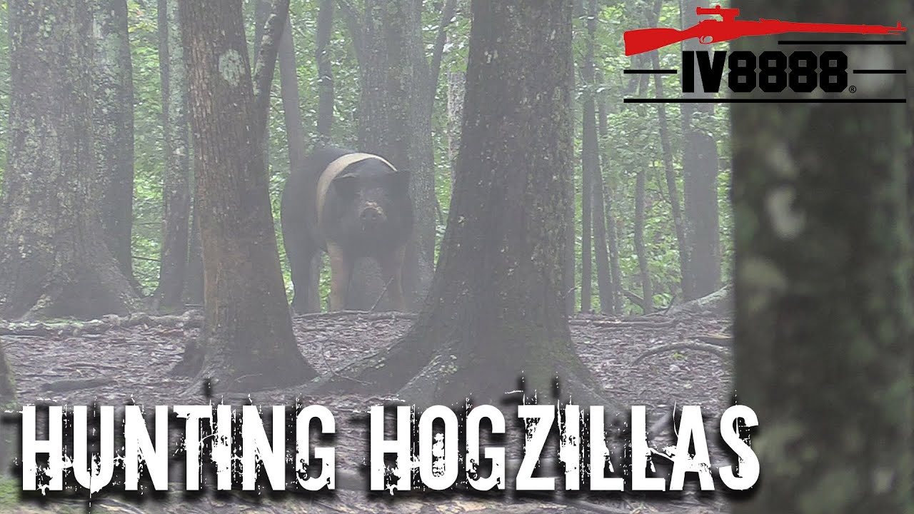 Hunting HOGZILLAS in East Tennessee! - YouTube