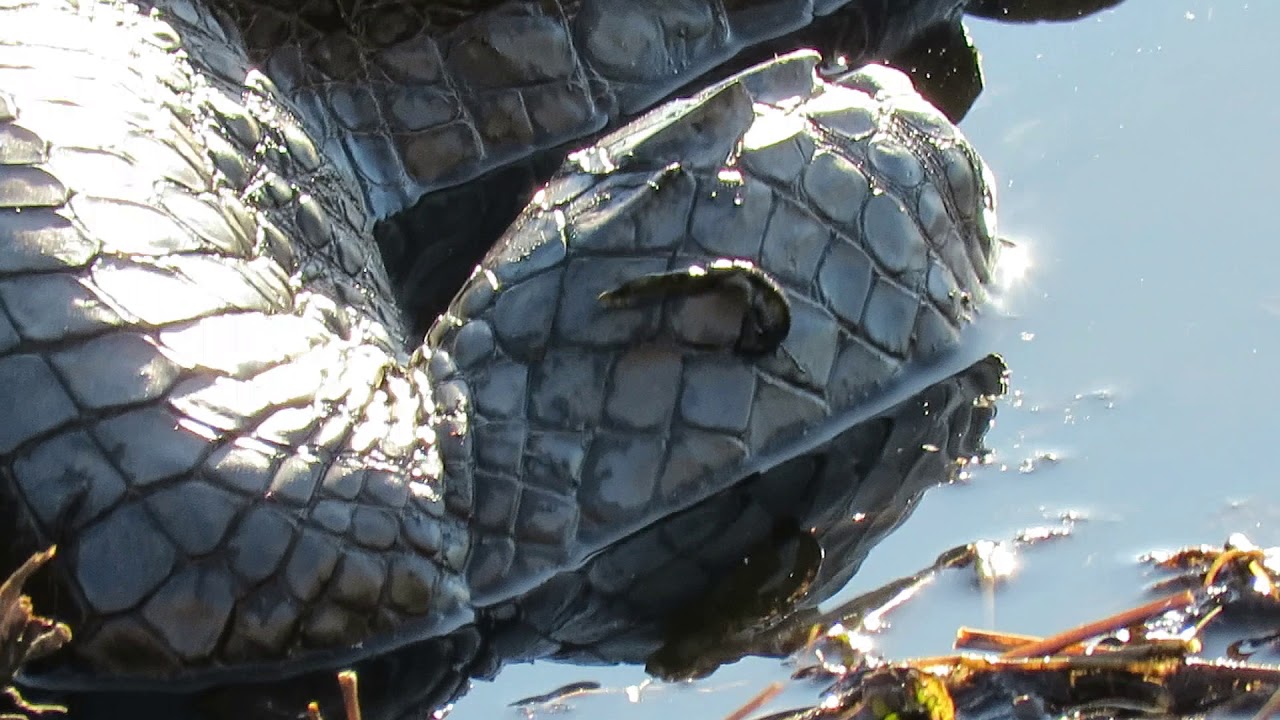 ALLIGATOR LOST FOOT ON BACK LEG at Savannah National Wildlife Refuge ...