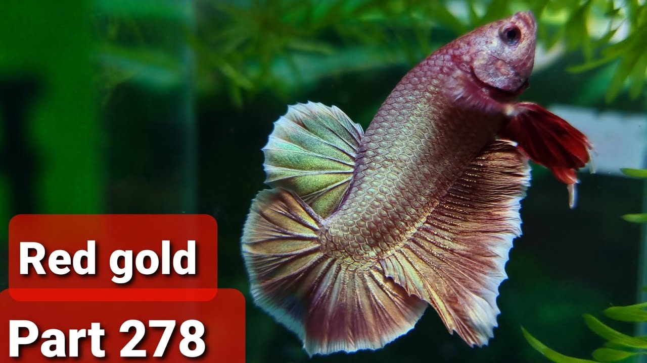 Part 278 Red gold betta, Bộ sưu tập betta rồng đỏ, vàng, đen haflmoon ...