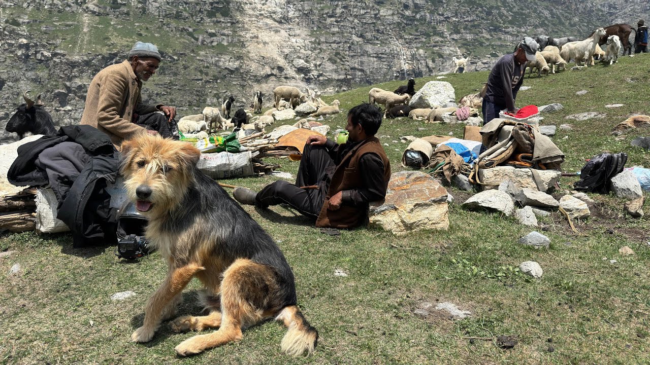 Himalayan Shepherd Life: Living With 600 GOATS in the High Mountains ...