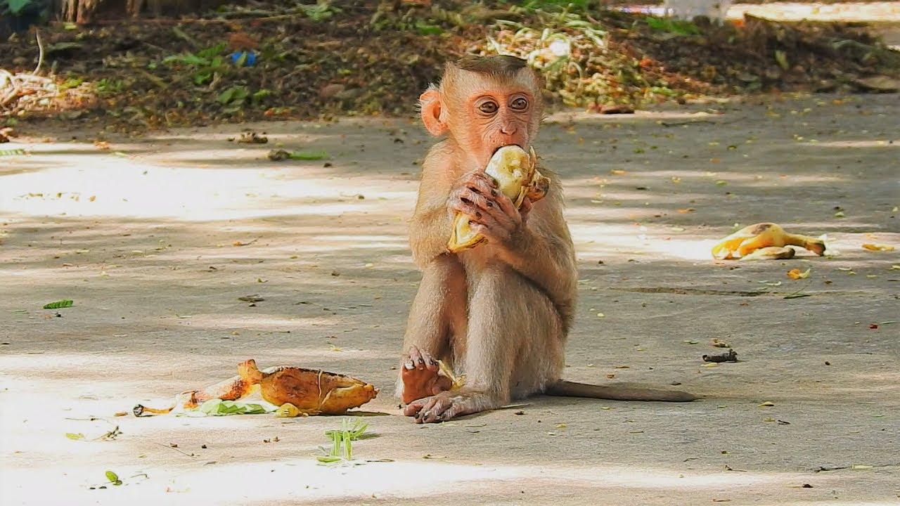 Small Rockstar is very fat because he like eat banana - YouTube