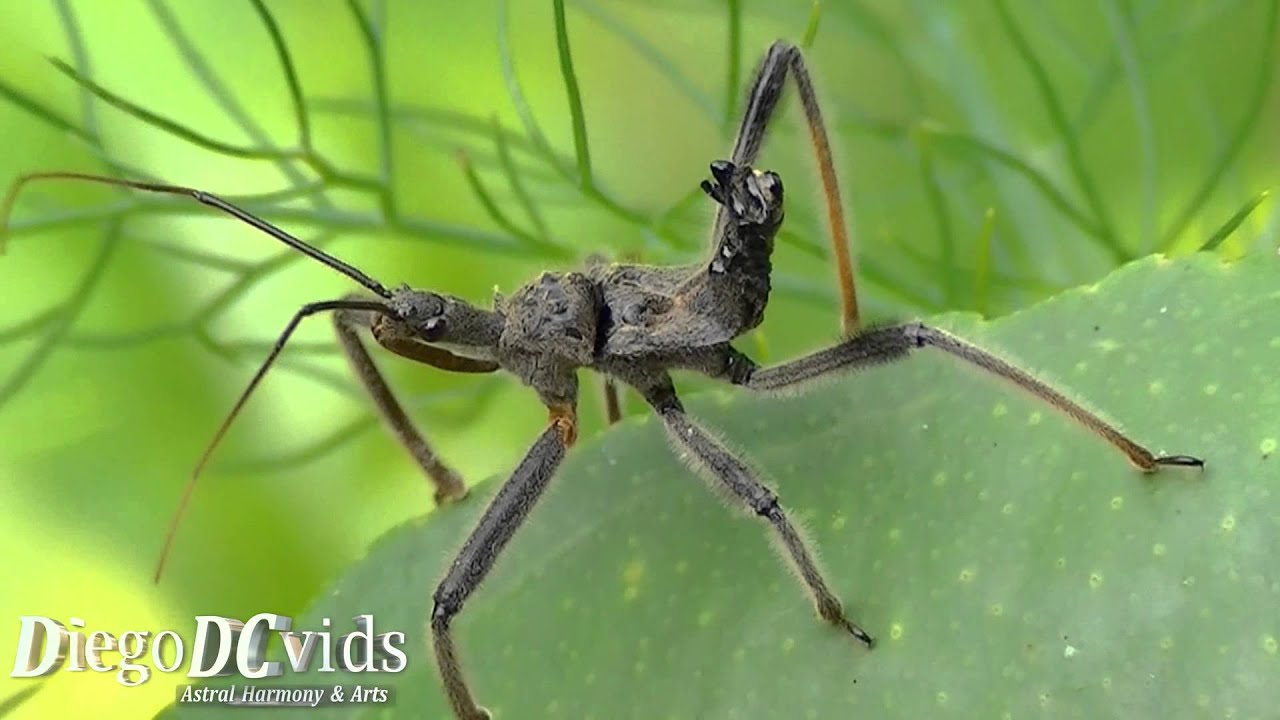 Assassin bug species (Reduviidae) Assassino bug - YouTube