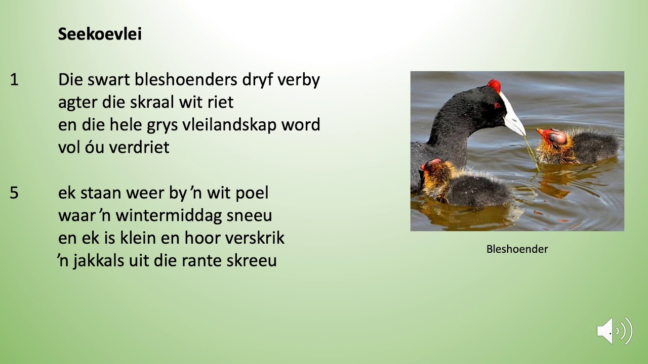 Klankpatrone in gedigte: Volrym: "Seekoevlei" - YouTube