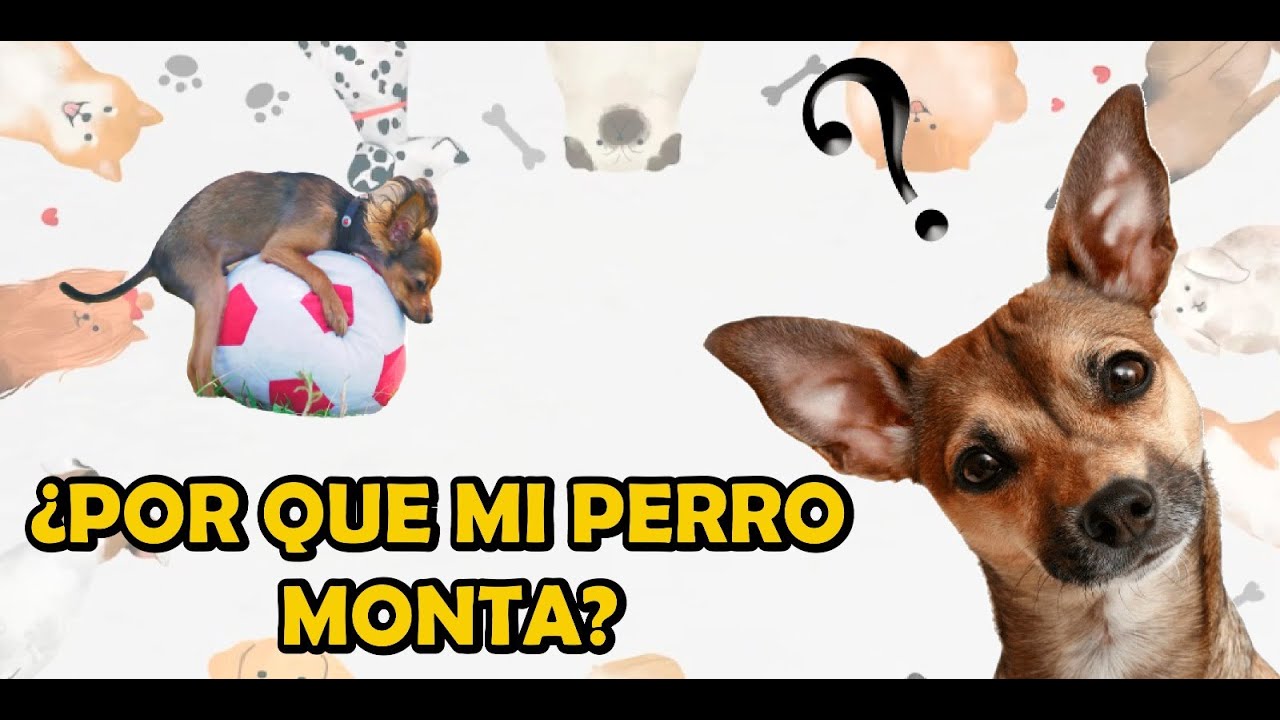 Comportamiento de Monta en Perros: Causas, Prevención y Manejo - YouTube