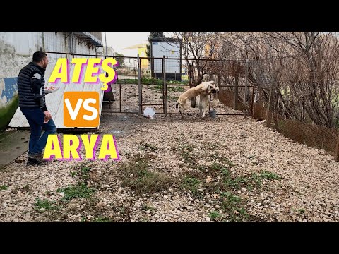Kangallar arasında büyük olay.Çoban köpeklerime et verdim ve kavga çıktı. Ateş arya'yı affetmedi.