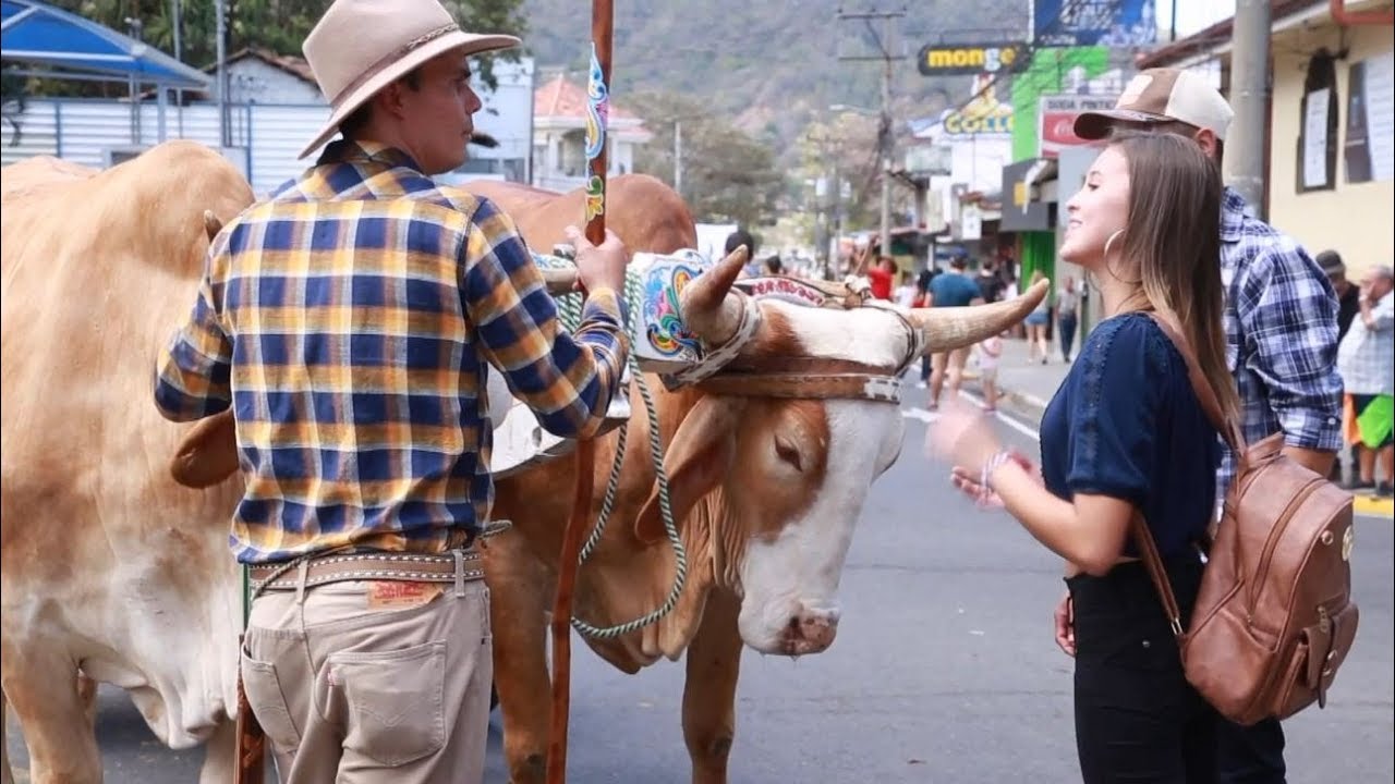 Celebran Día Nacional del Boyero en Costa Rica - YouTube