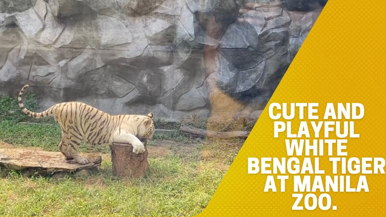 Cute and Playful White Bengal Tiger at Manila Zoo. - YouTube