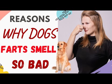 Why Do My Dogs Farts Smell So Bad (Reasons Explained)