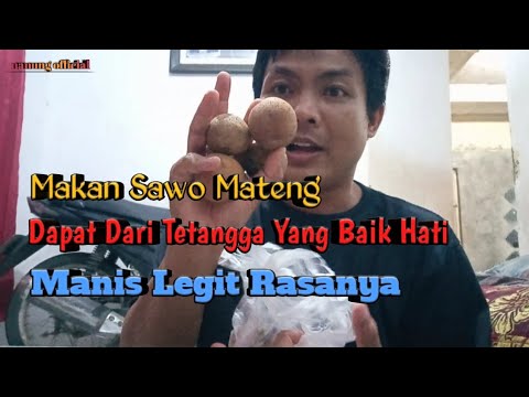 Makan Sawo Mateng Dapat Dari Tetangga Yang Baik Hati Manis Legit ...