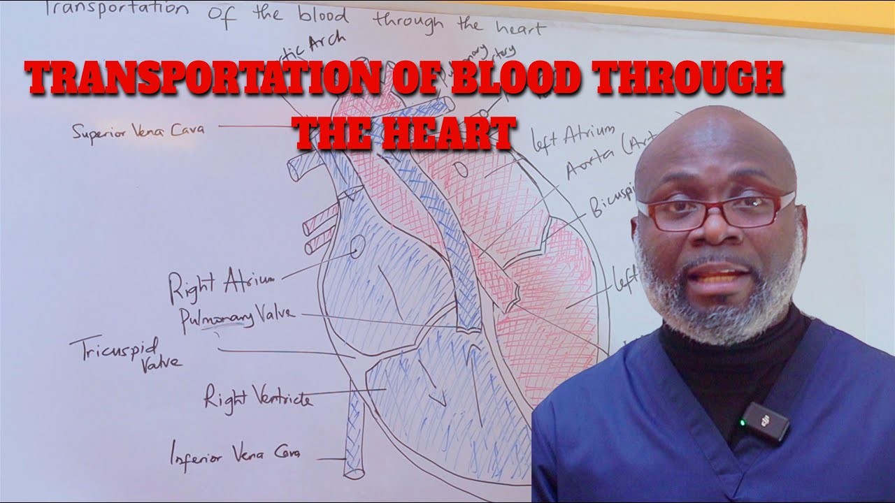 Transportation of blood through the heart - YouTube