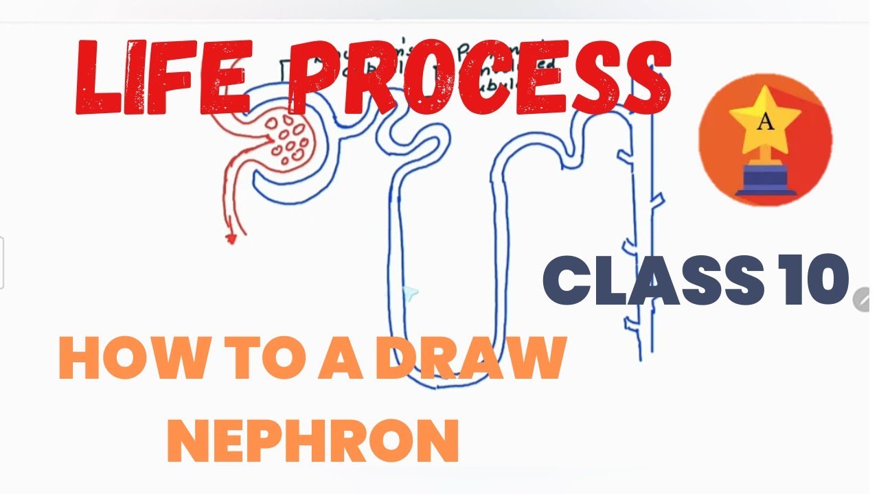 HOW TO DRAW A NEPHRON IN EASY WAY || CLASS X || CBSE || - YouTube
