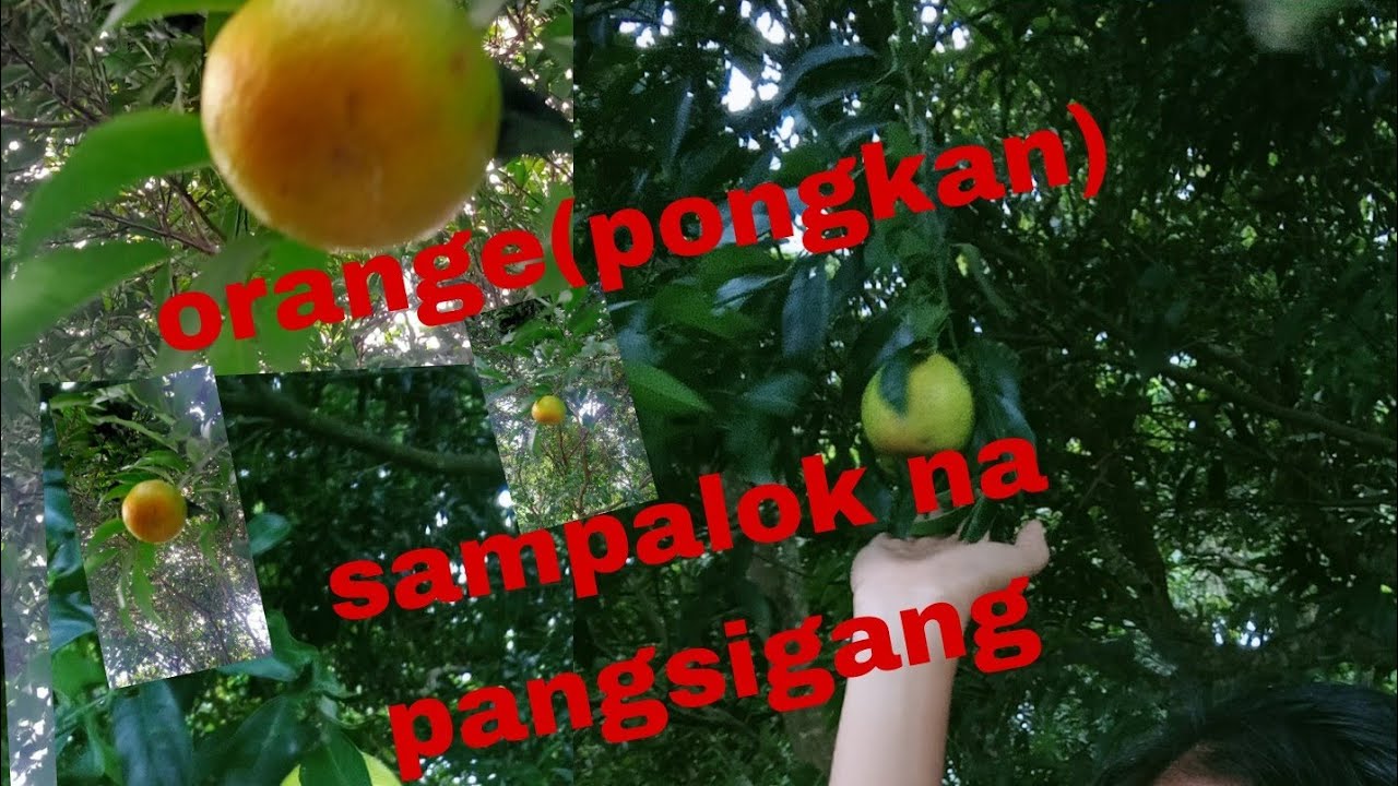 orange or pongkan hinog na#sampalok na pangsigang ||ORANGE🍊 - YouTube