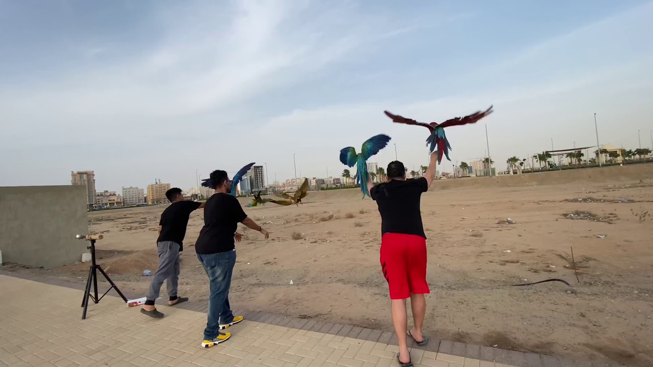 The crazy macaws on the sky - YouTube