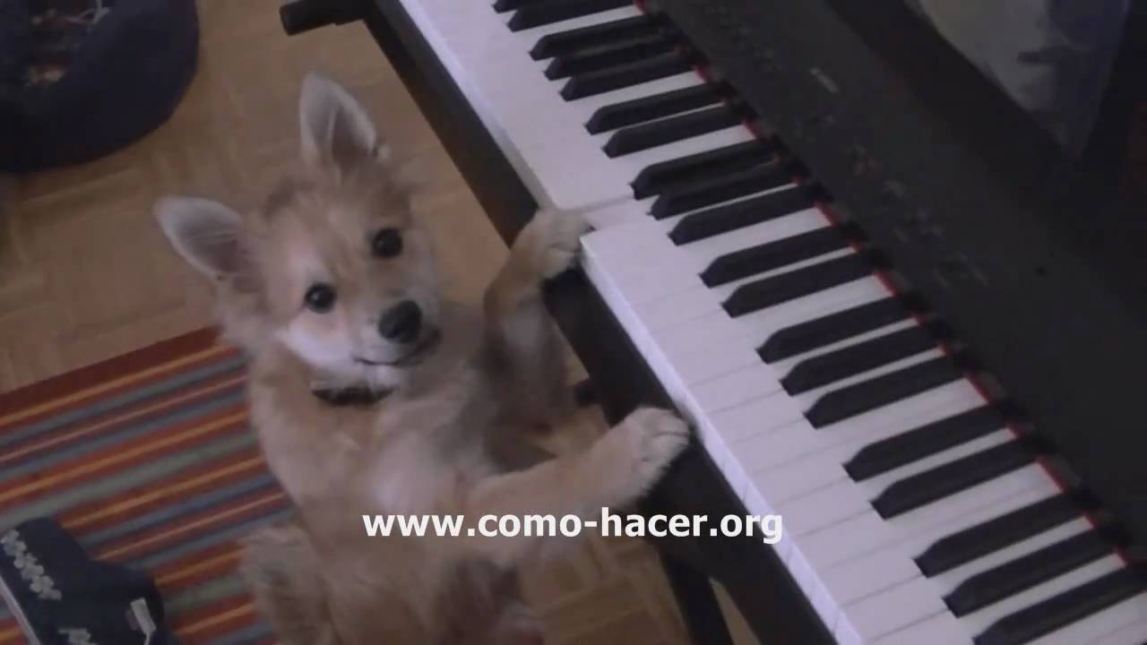Trucos de perros - Mi perro aprende a tocar el piano - YouTube