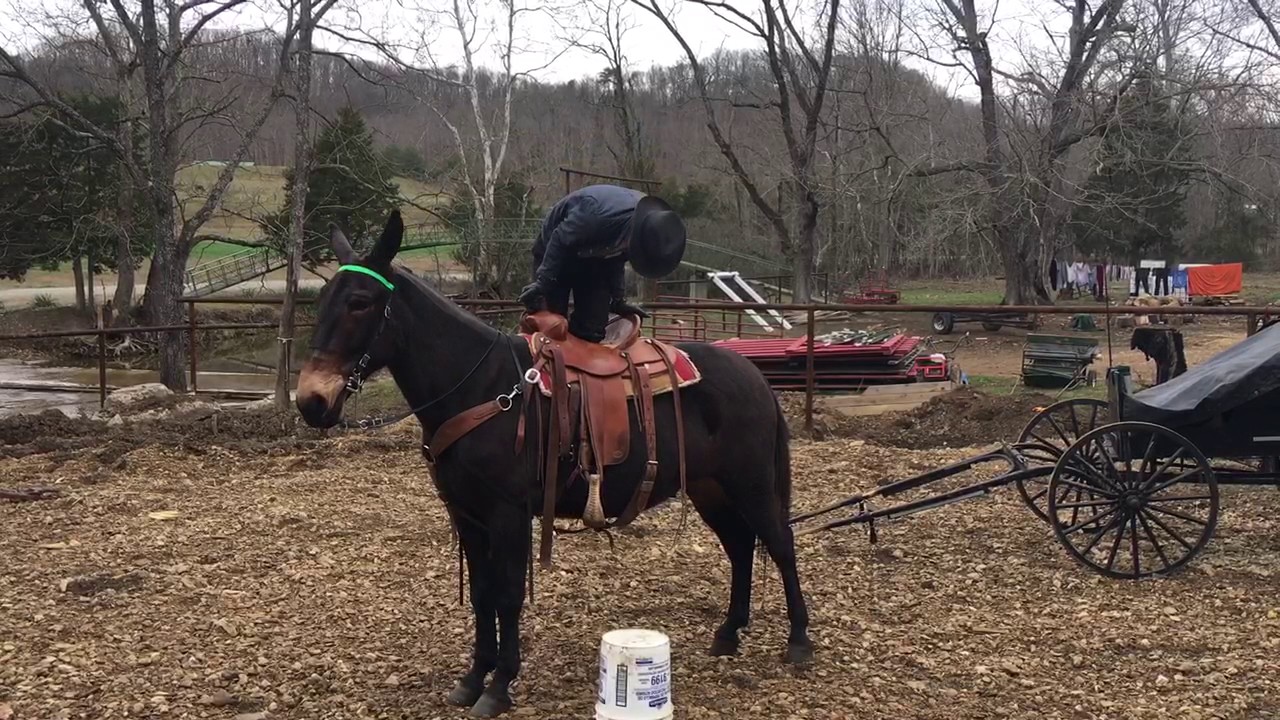 Jasper gaited John mule for sale. mount and dis mount video ...