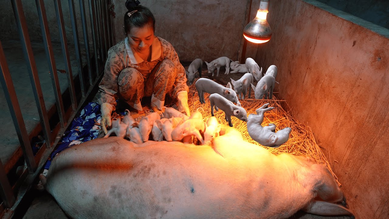 Emergency Birth! Mother Pig Delivers Piglets at 1 A.M - YouTube