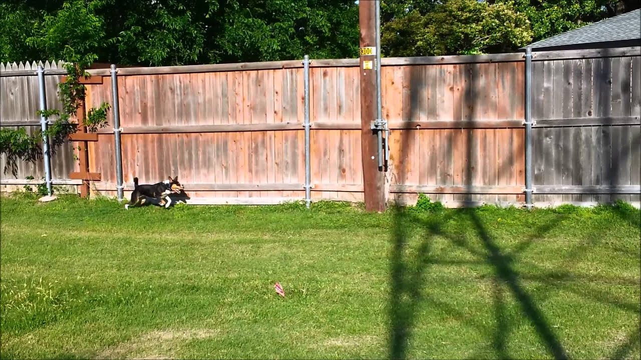 How to exercise a Basenji - YouTube