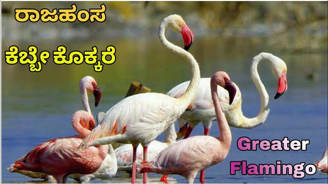 ರಾಜಹಂಸ- ಕೆಬ್ಬೆ ಕೊಕ್ಕರೆ ಹಕ್ಕಿಯ ಮಾಹಿತಿ || Greater Flemingo Bird Information In Kannada - YouTube