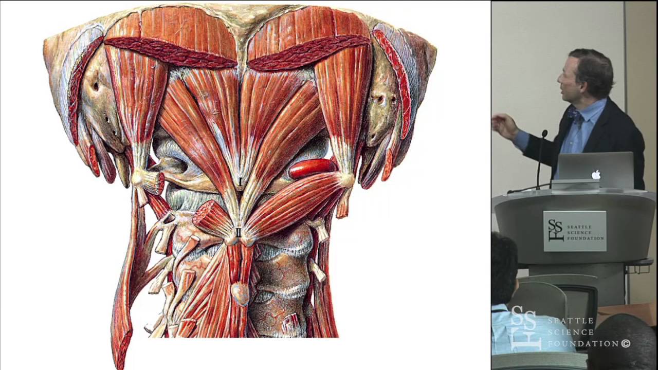 Essentials of Cervicothoracic Spine Anatomy - YouTube