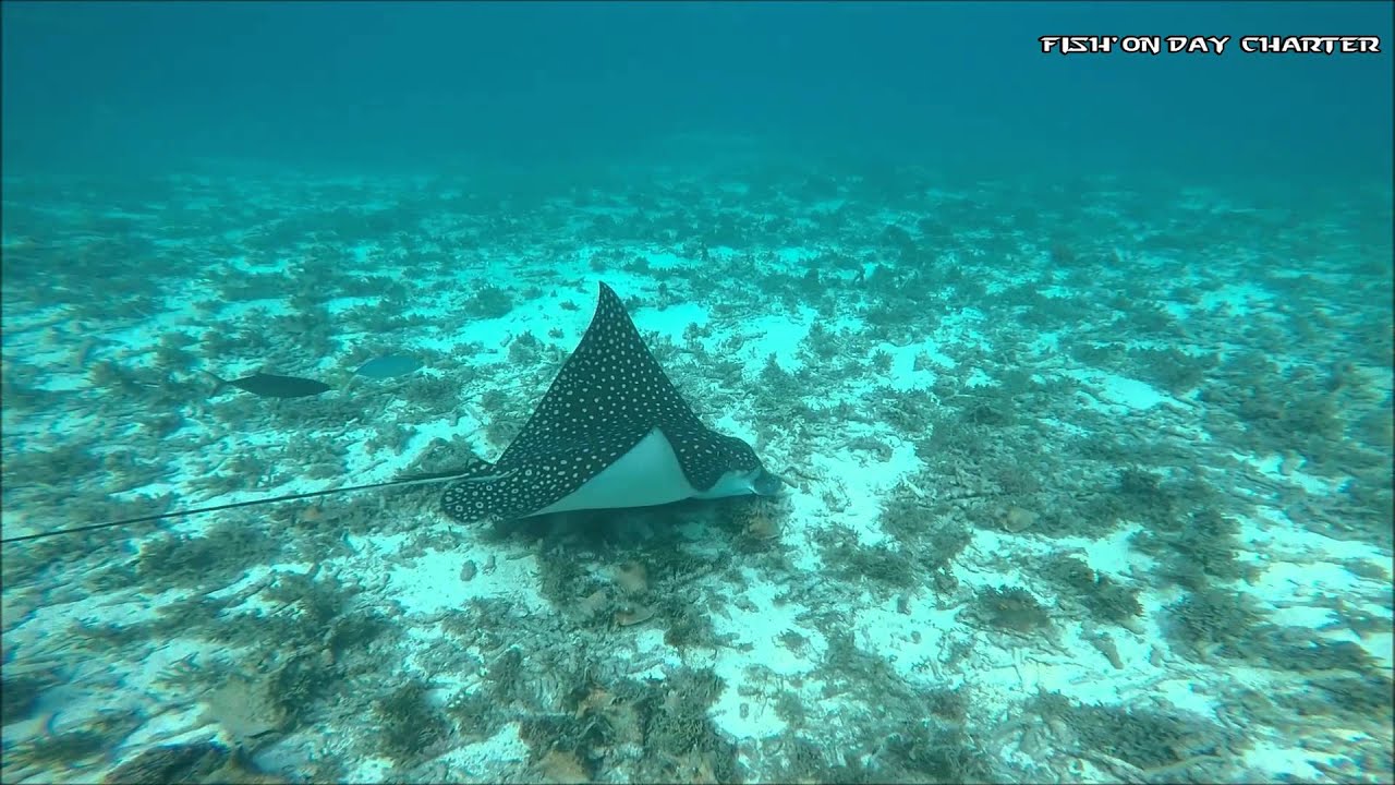 Petite terre Guadeloupe Raie Leopard avec excursion FISH'ON - YouTube