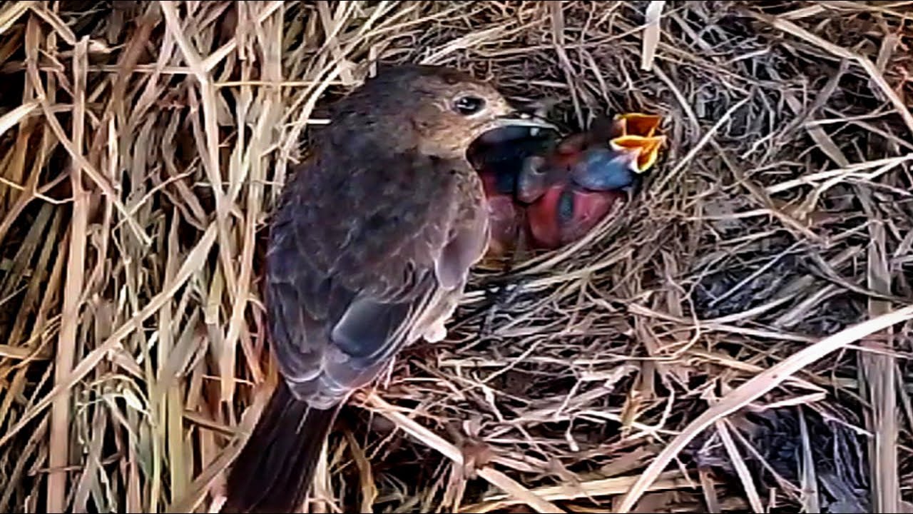 Sooty chat trying Birds Come to the nest to see the baby Kom Pong Keng ...