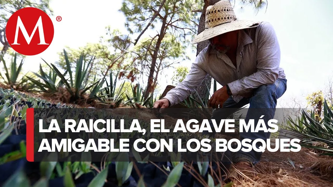Jalisco es el único productor de raicilla, agave "amigable con el medio ...