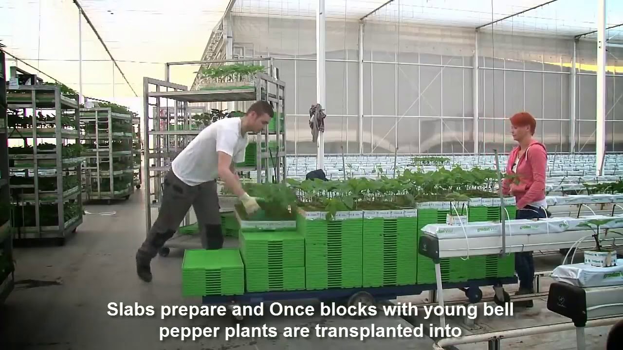 Awesome Greenhouse Bell Pepper Farming - Modern Agriculture Technology ...