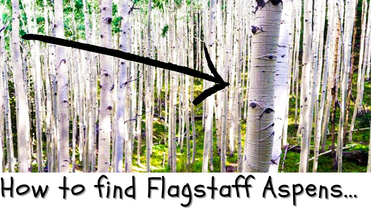 Hidden Aspen Farm in Flagstaff Arizona! Follow these EASY steps to ...