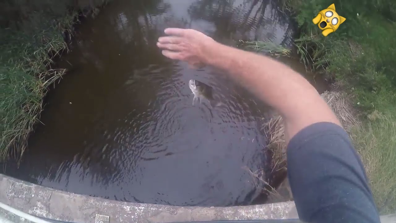 POND FISHING FOR BASS AND CARP. - YouTube