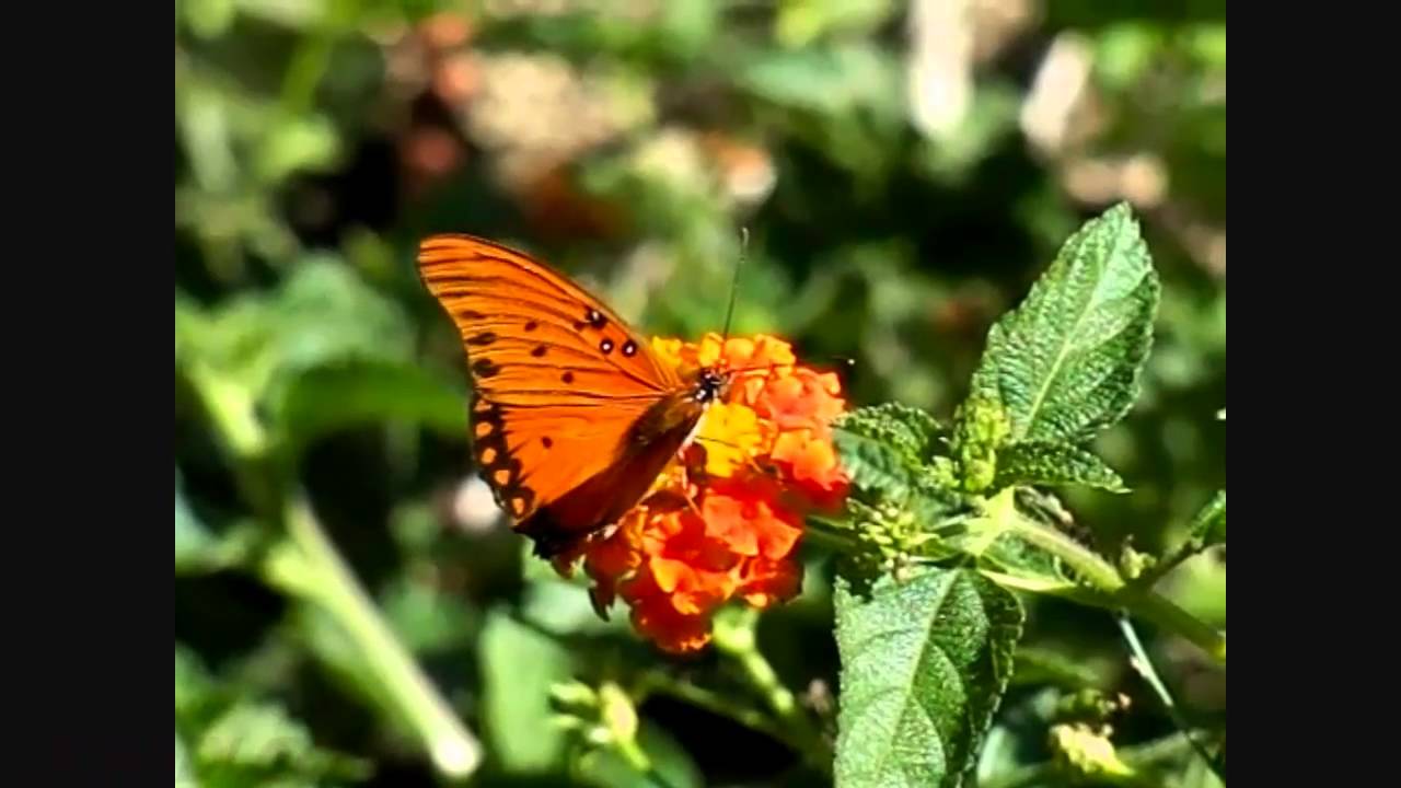 300fps Slow Motion Butterfly close-up+fly-off (Casio EX-F1) V08267 ...