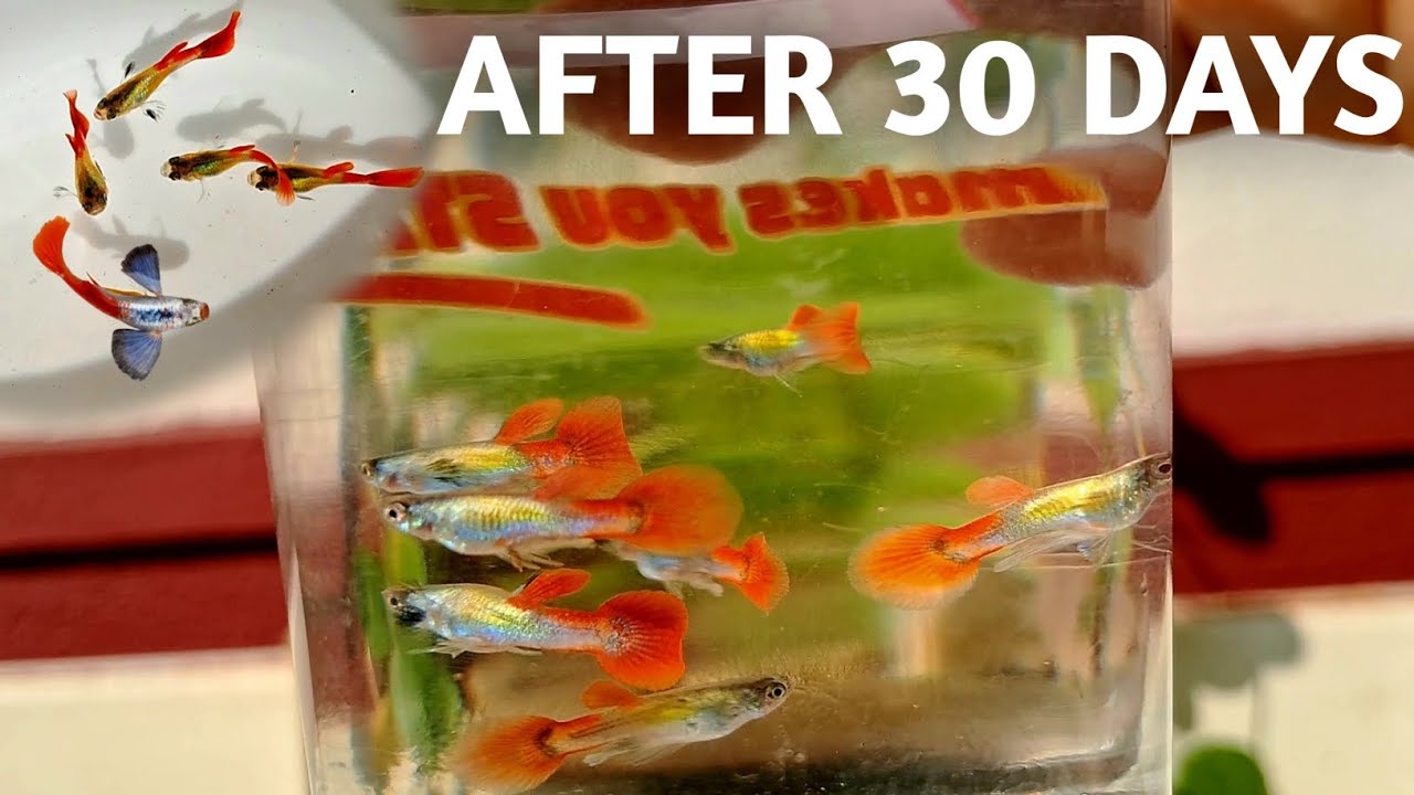 Platinum Dumbo Ear Have Grown Really Well in a Month - YouTube