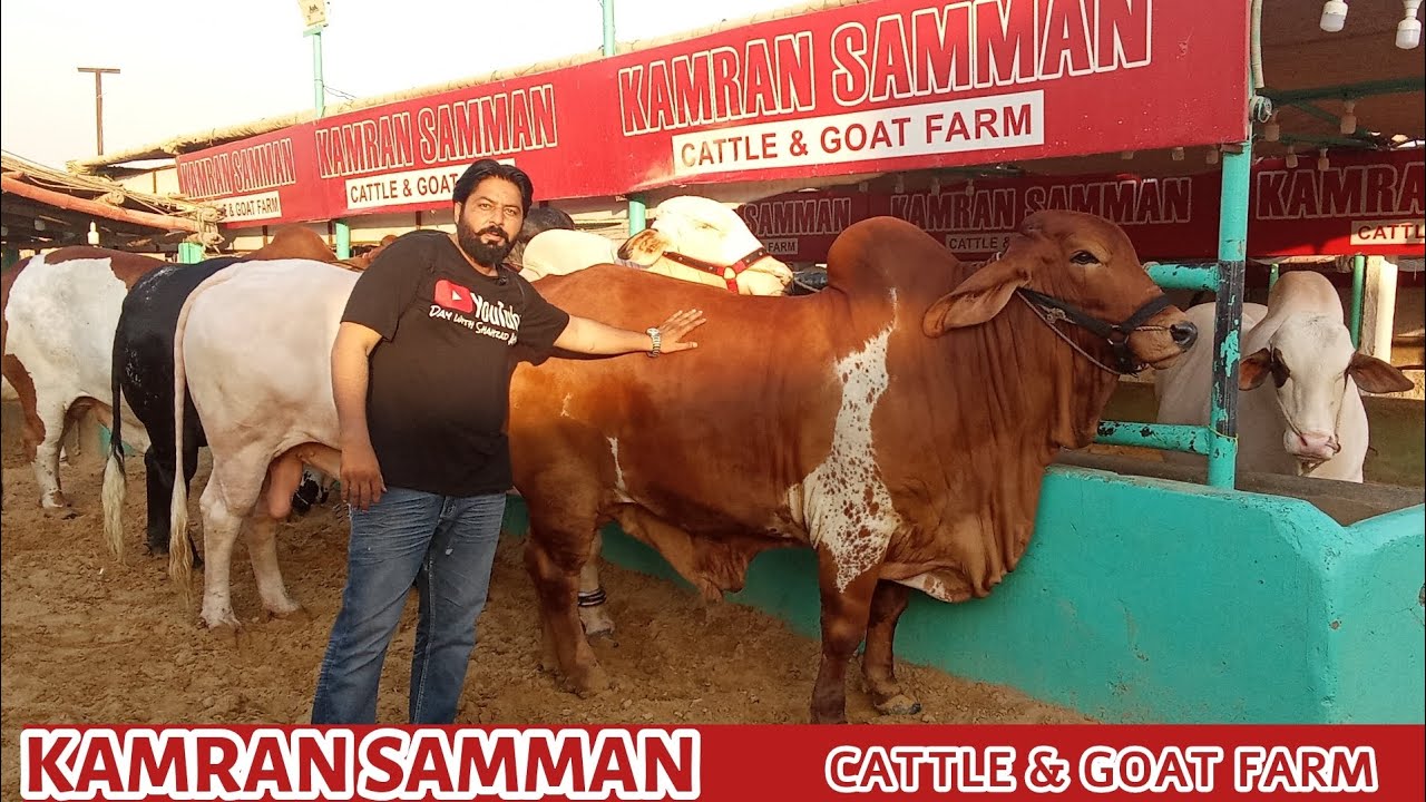 Kamran Samman Cattle Farm | Jameel memon colony 2024 | Cow Mandi 2024 ...