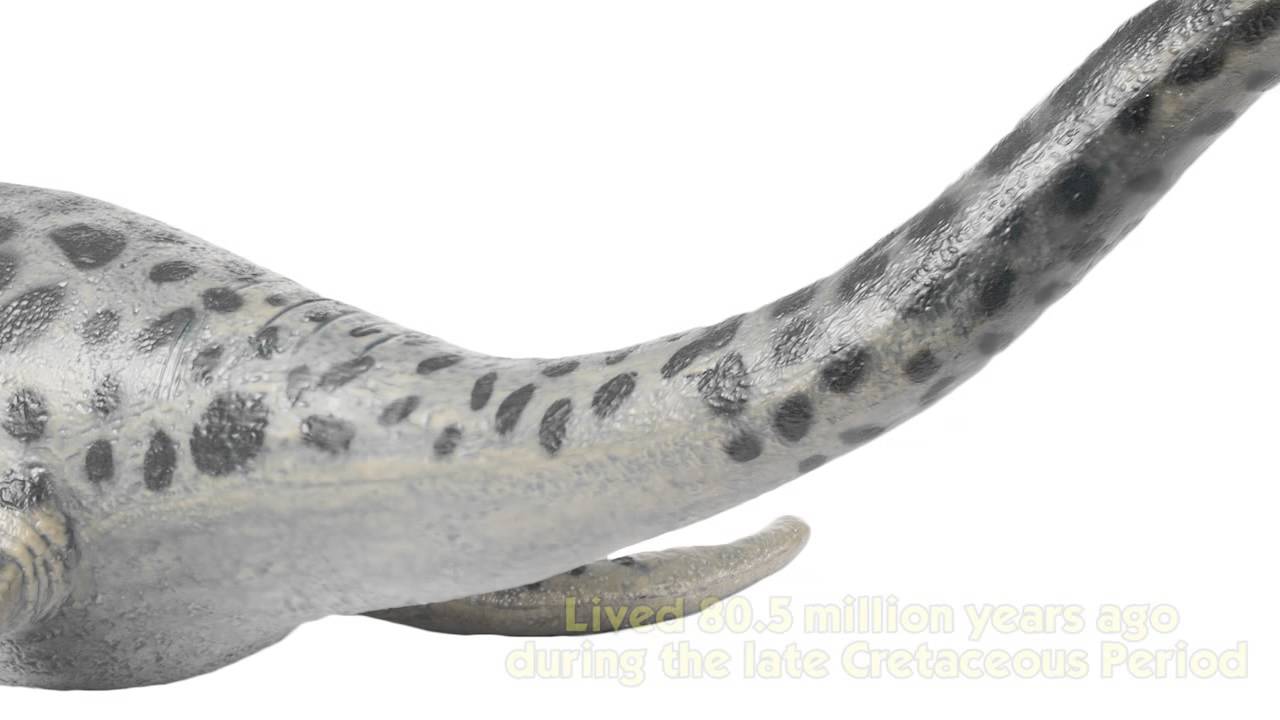 Safari LTD Carnegie Scale Model Elasmosaurus - YouTube