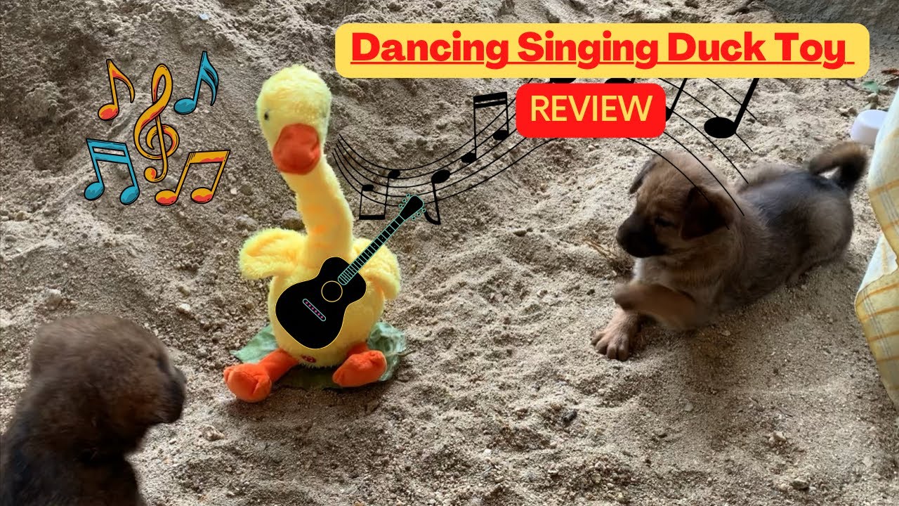Dancing Talking Duck Toy | Dancing Singing Duck toy | record and repeat ...