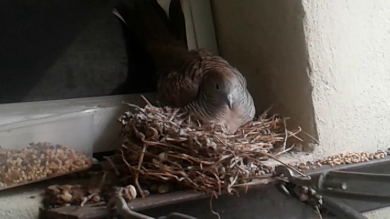 Burung Perkutut Tumpang Sarang Di Rumah - YouTube