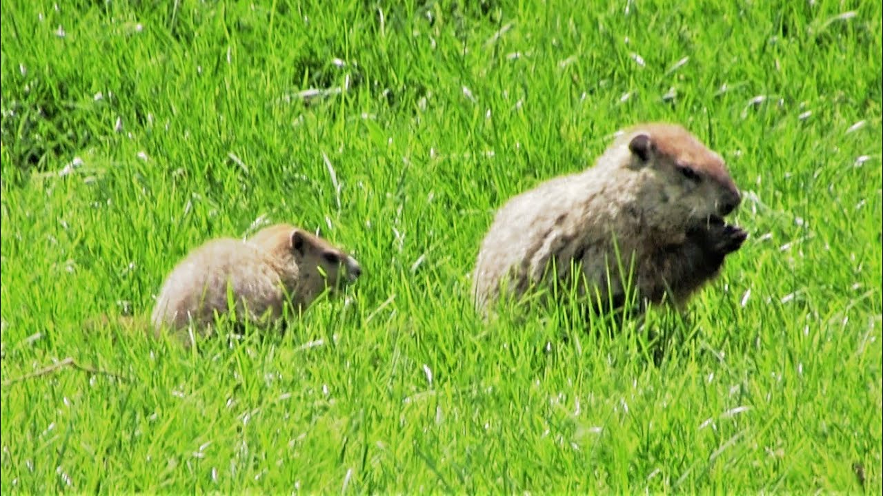Backyard Groundhog #groundhog, #nature, #animals, #UrbanAnimals, # ...