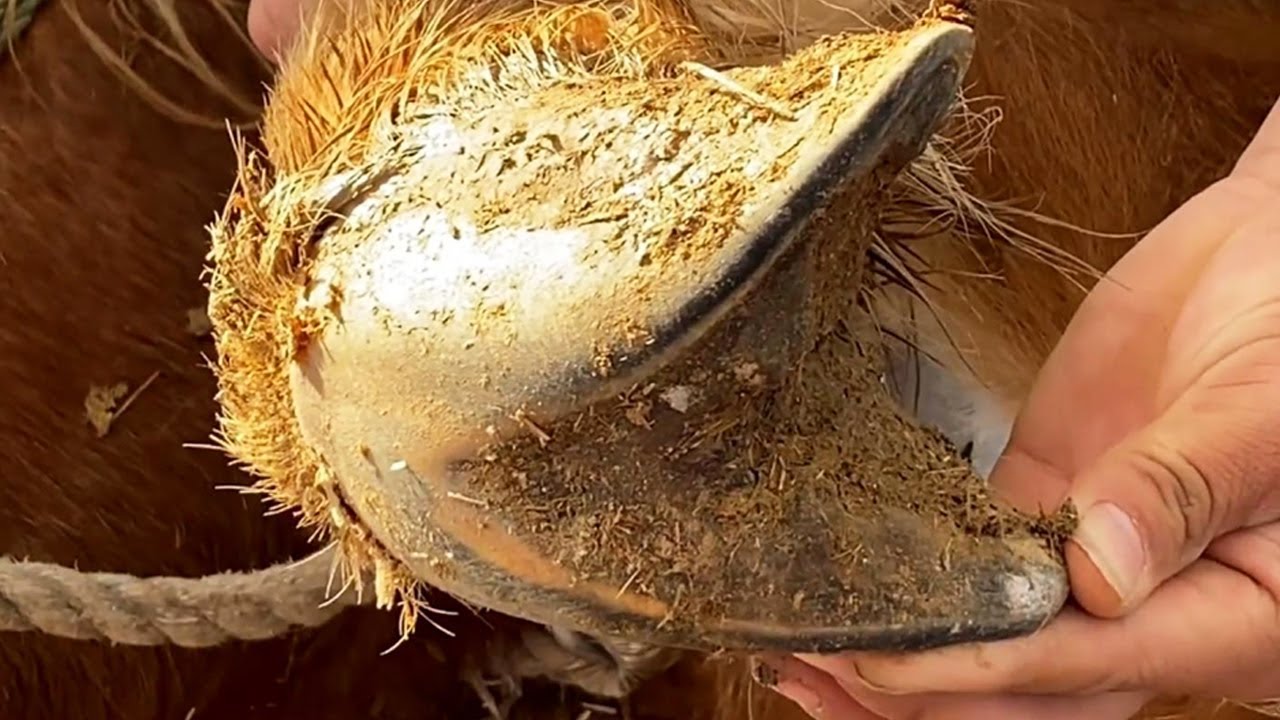 Lame horse has crazy hooves, trim the bad hooves!【DONKEY HOOF SAVIOR ...