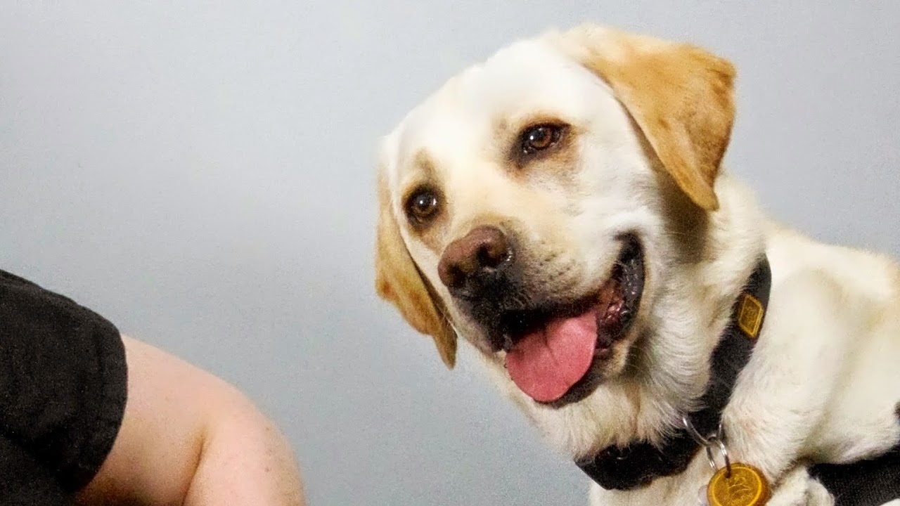 Service Dog Academy - Medical & Diabetic Alert Dog Training Live Stream ...