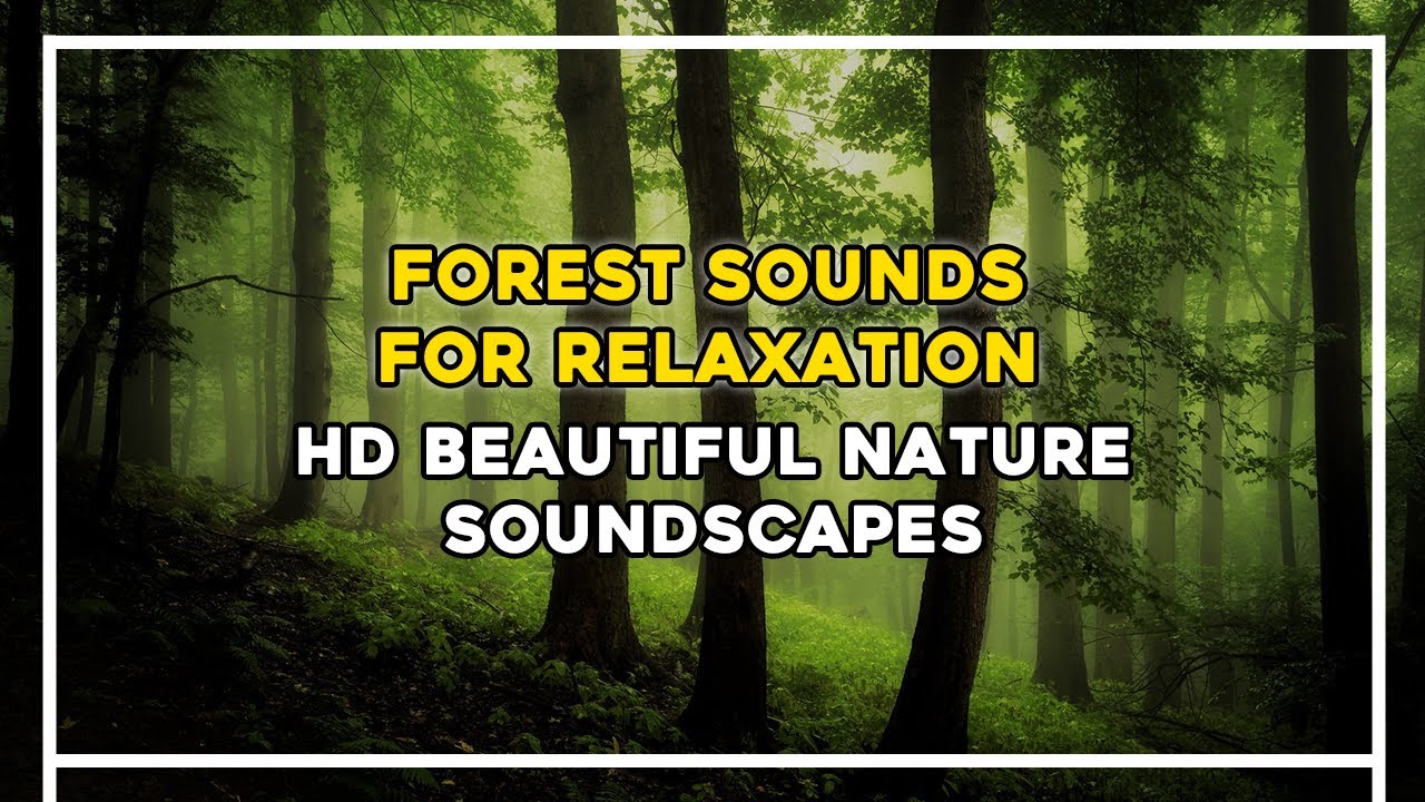 Calming Soothing Bird Songs + Forest Sounds for Relaxation - HD ...