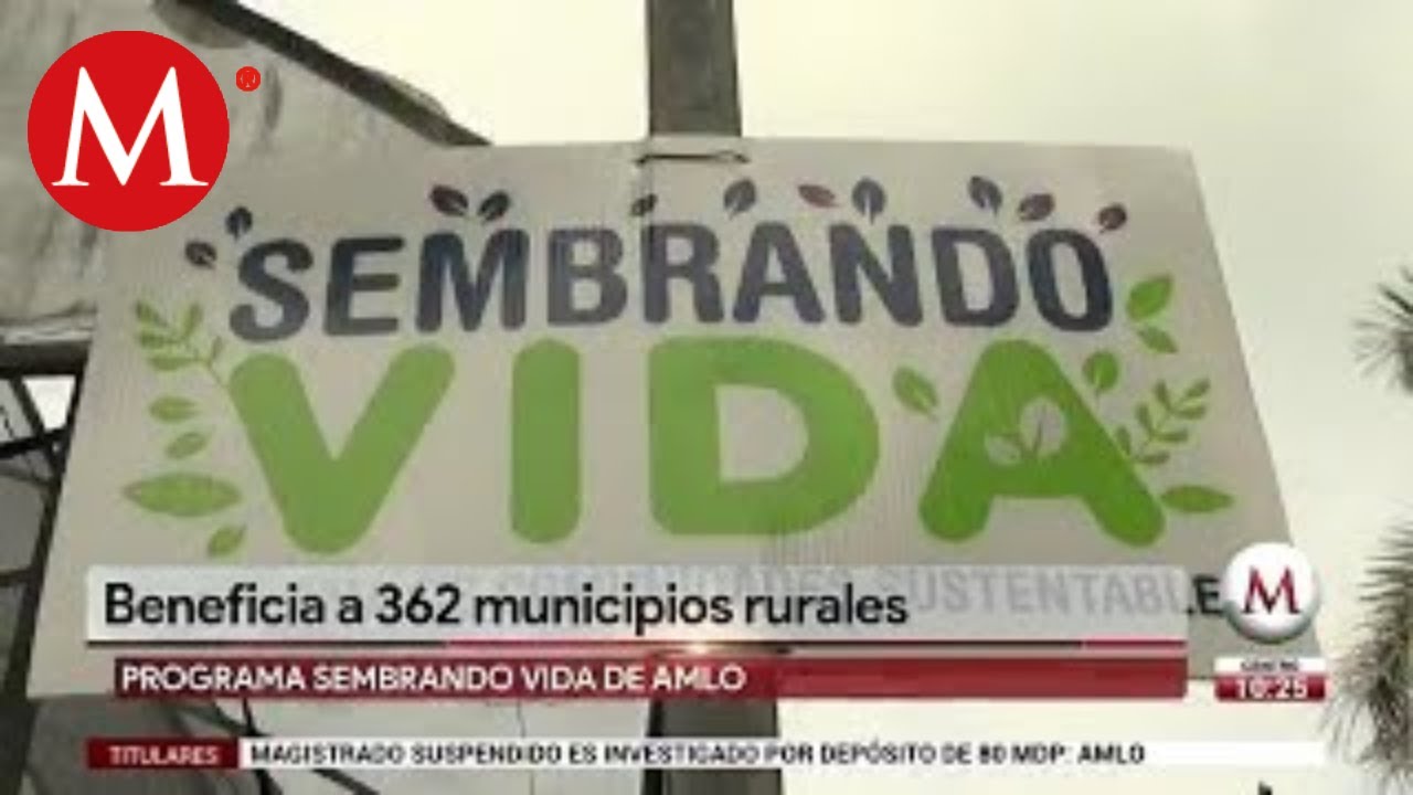 Programa Sembrando Vida beneficia a 362 municipios rurales - YouTube