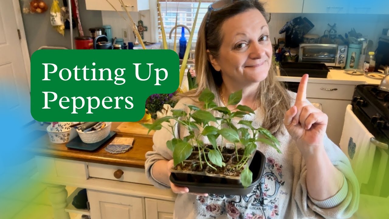 How to Pot Up Pepper Seedlings - YouTube