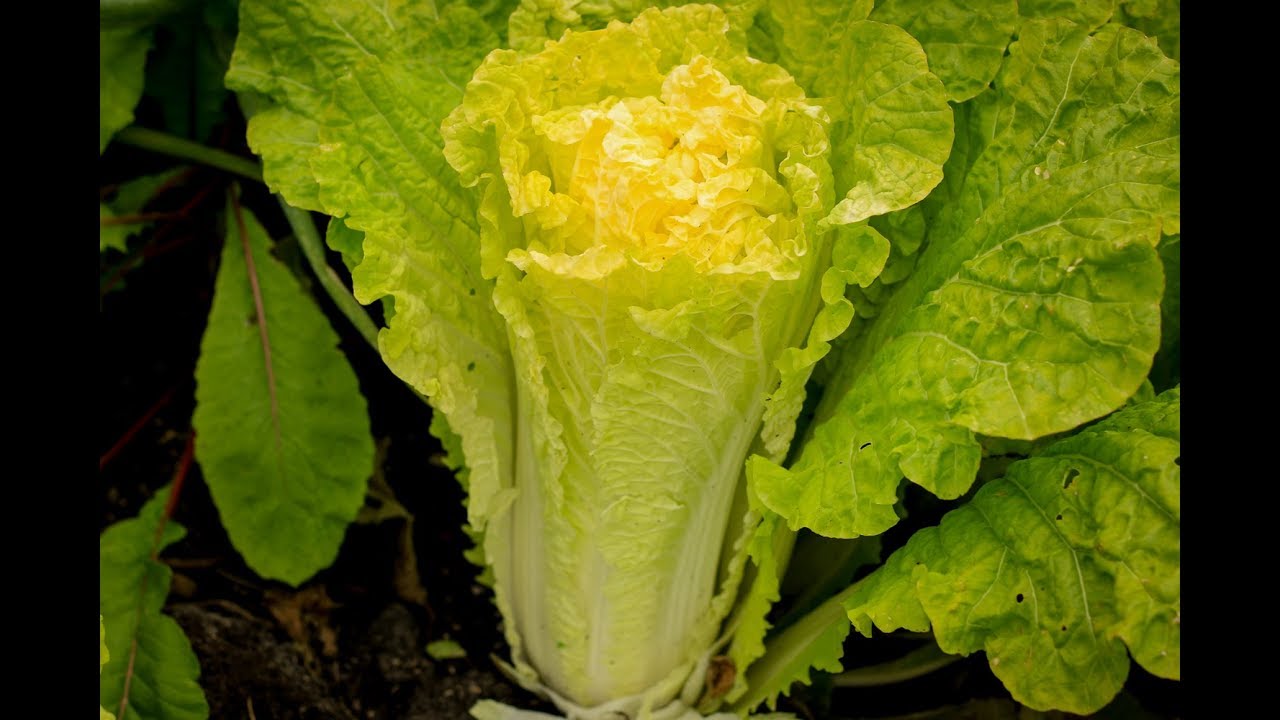 Quick choy -- grow fast, tender and juicy, very easy! - YouTube